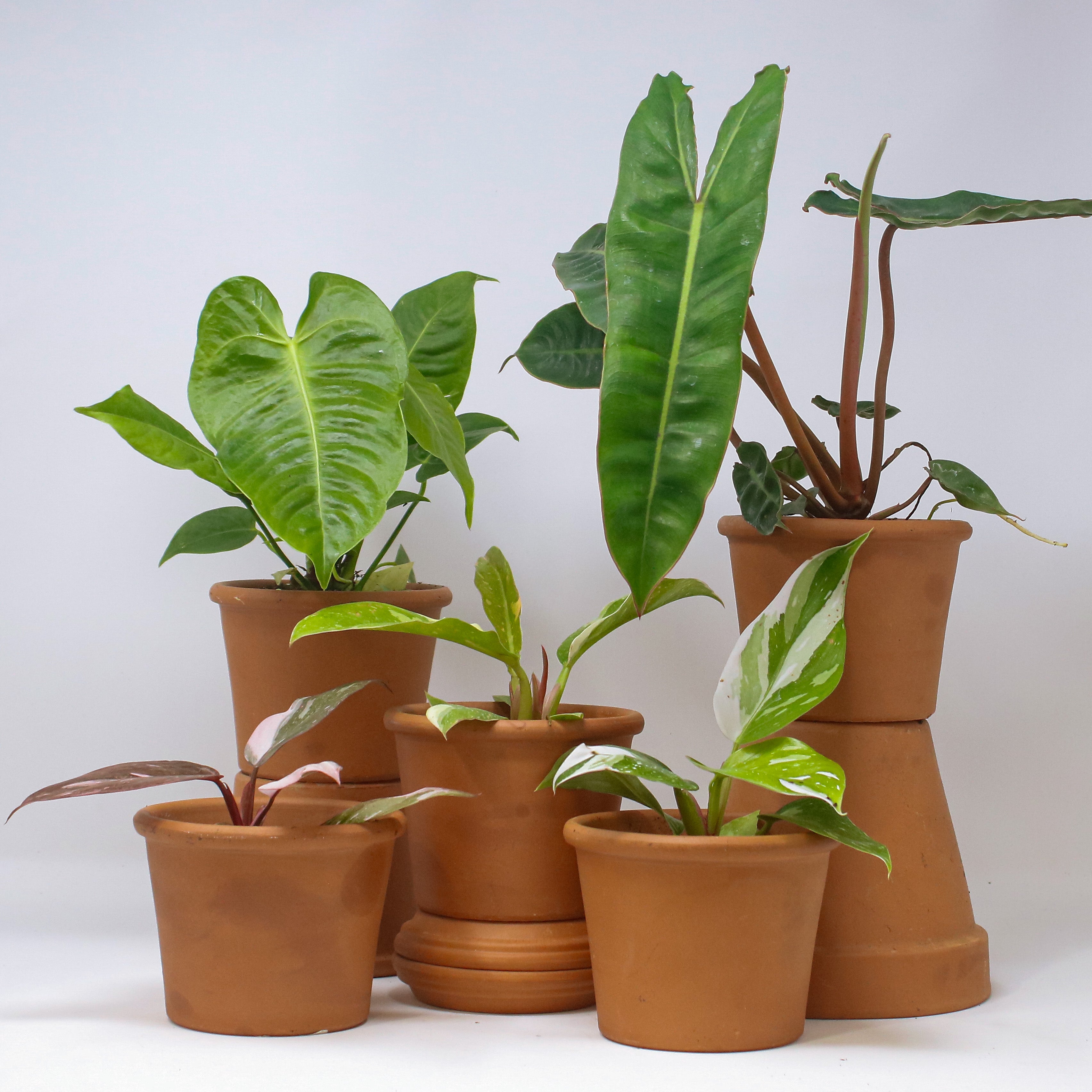Rare Plants – Foliage