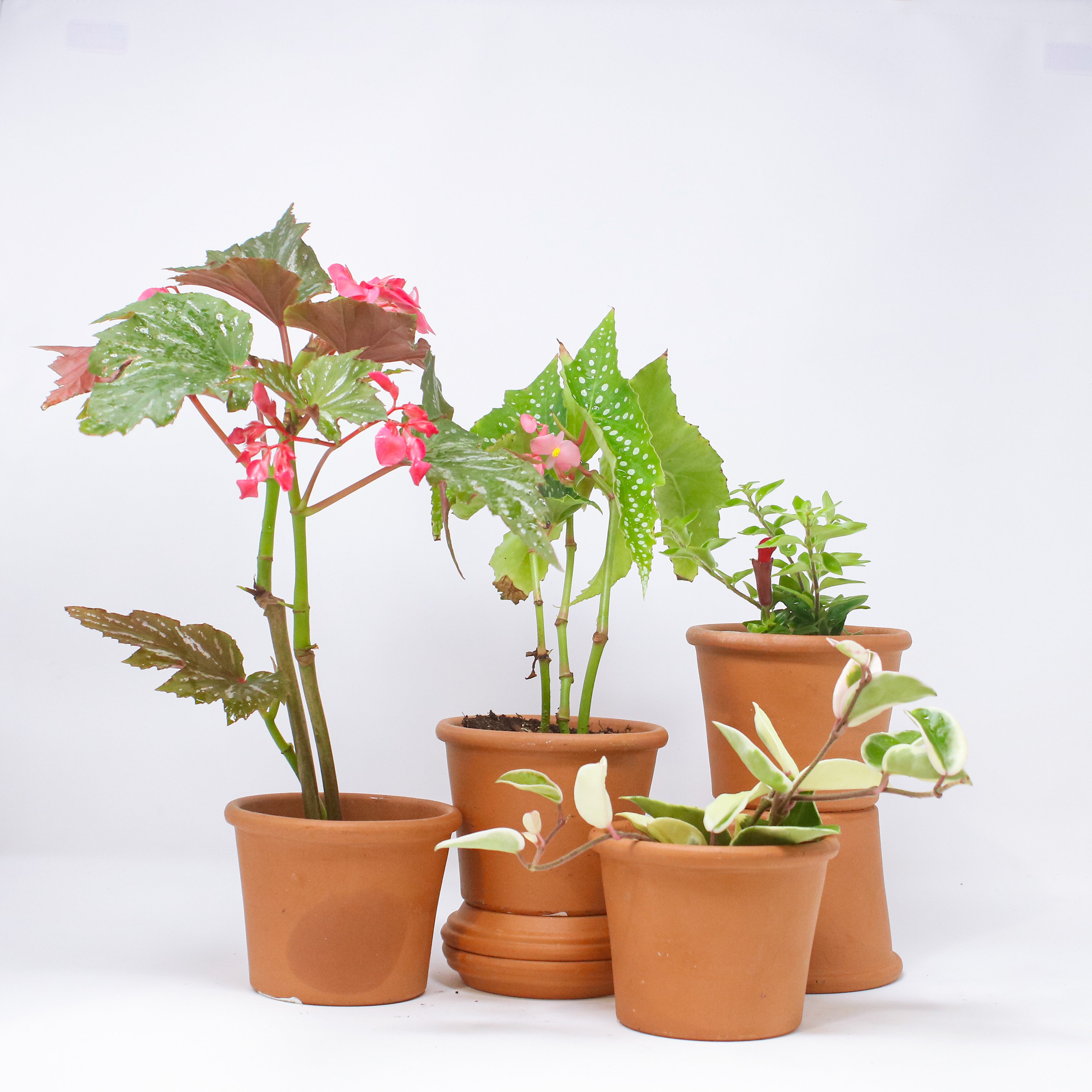Flowering plants – Foliage