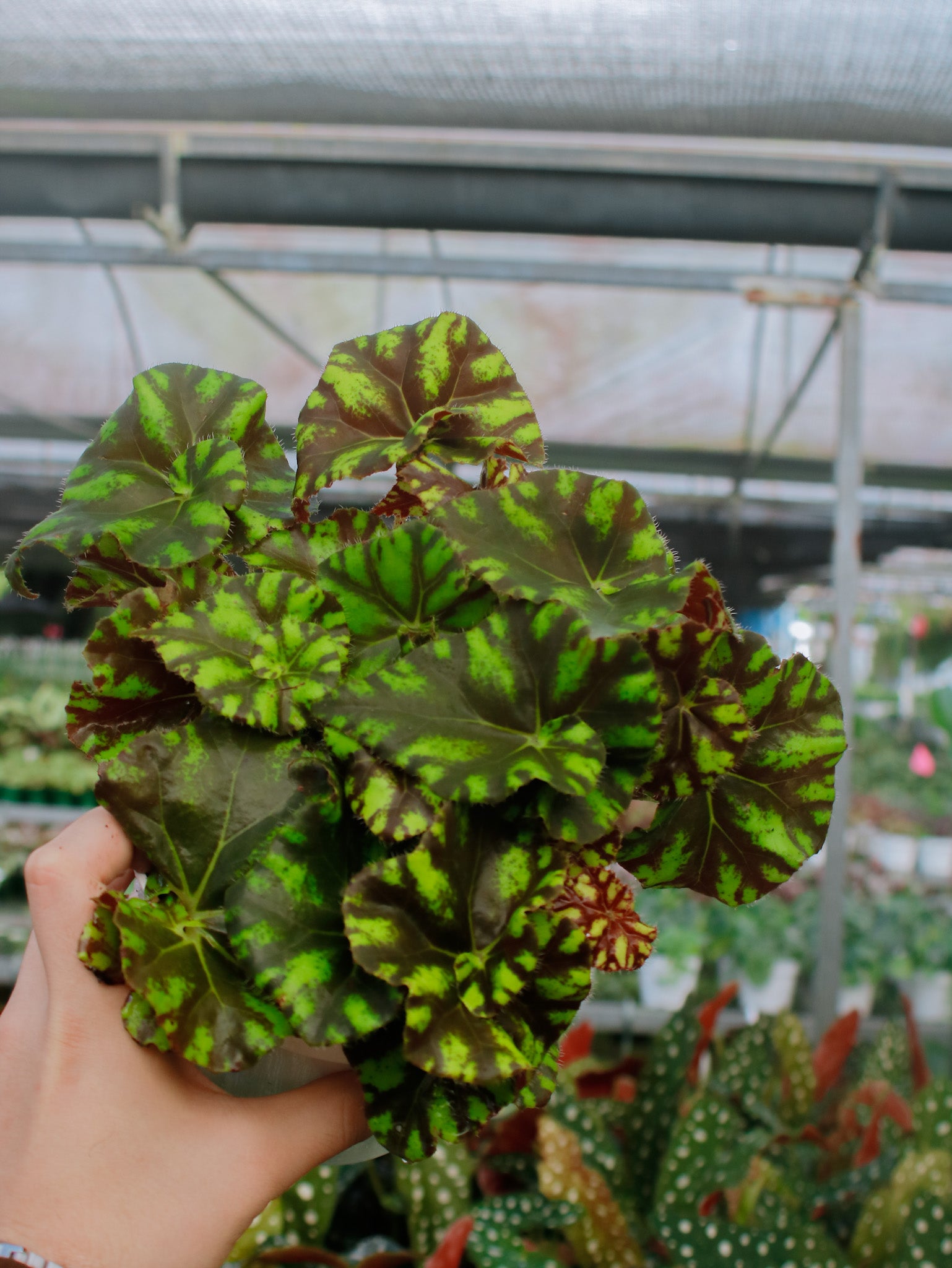 Begonia Rex Tiger Paw – Foliage